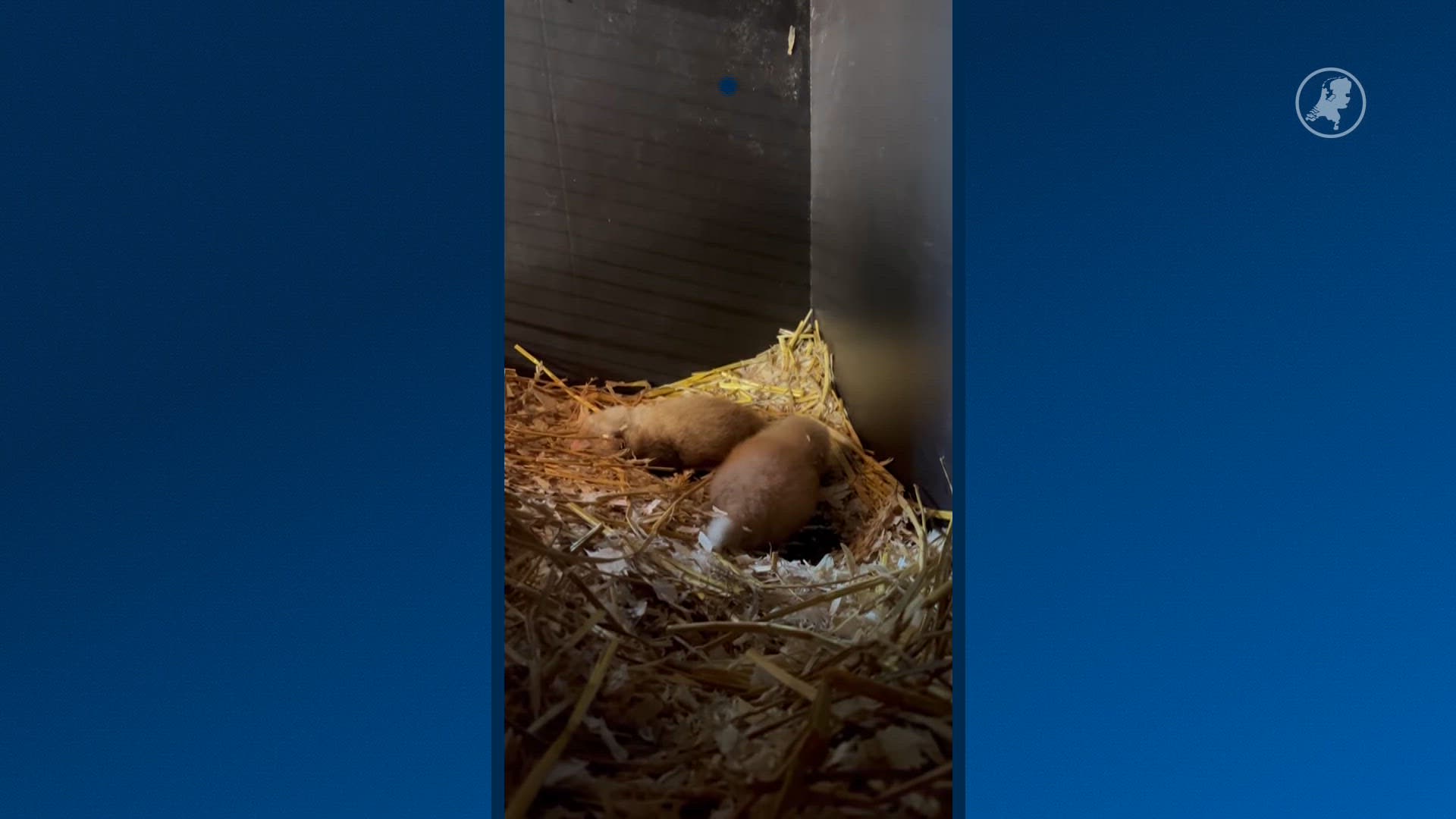 Weer rode panda geboren, deze keer in Blijdorp: moeder laat baby meteen ...