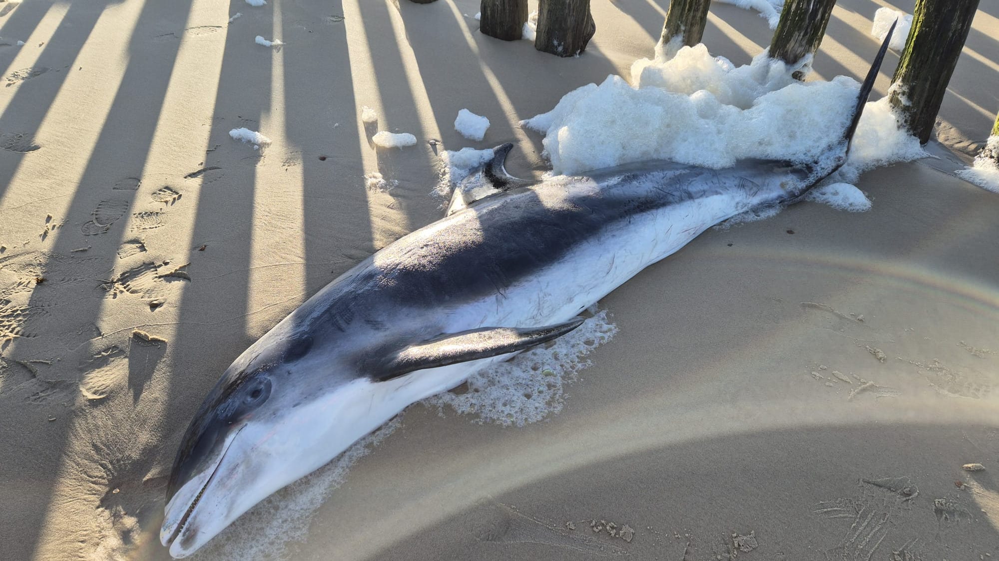 Maria isabel porno encountered Jenny during Las Vegas and