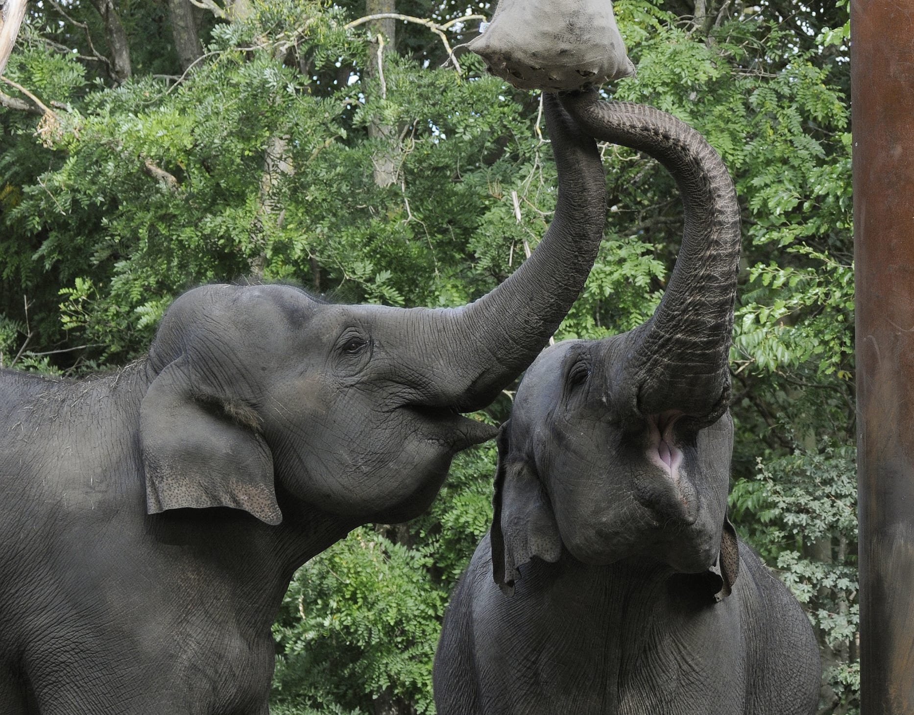 Blijdorp's Irma ziet Sarah en is oudste olifant van Nederland | Hart ...