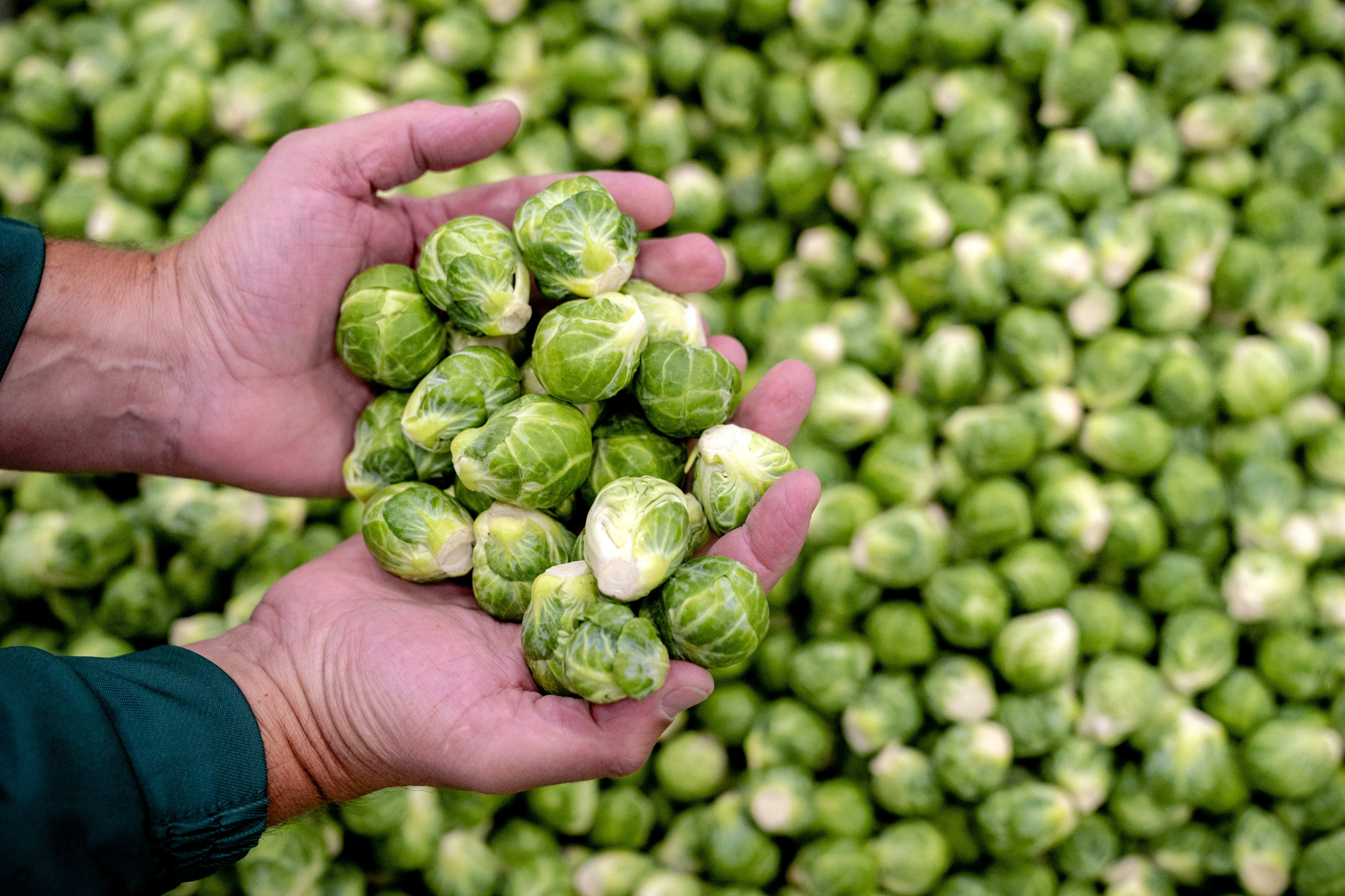 Binnenkort mogelijk lege groente- en fruitschappen door mislukte oogst ...