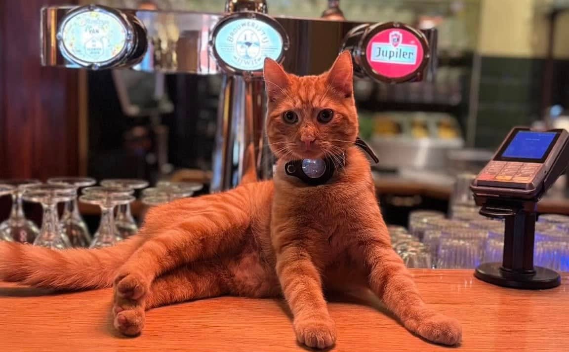 Huiskat van Amsterdams café vermist: 'We kunnen niet zonder hem' | Hart ...