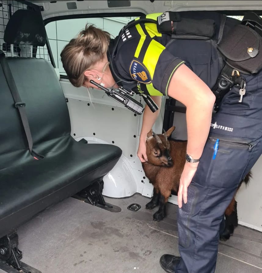 Houd de geit! Politie arresteert een wel heel bijzondere verdachte ...