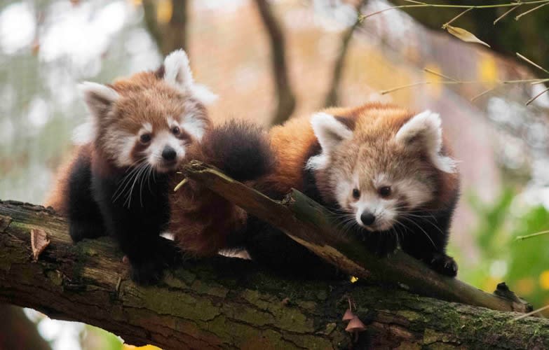 ZIEN: zeldzame rode panda's geboren in ZooParc Overloon | Hart van ...