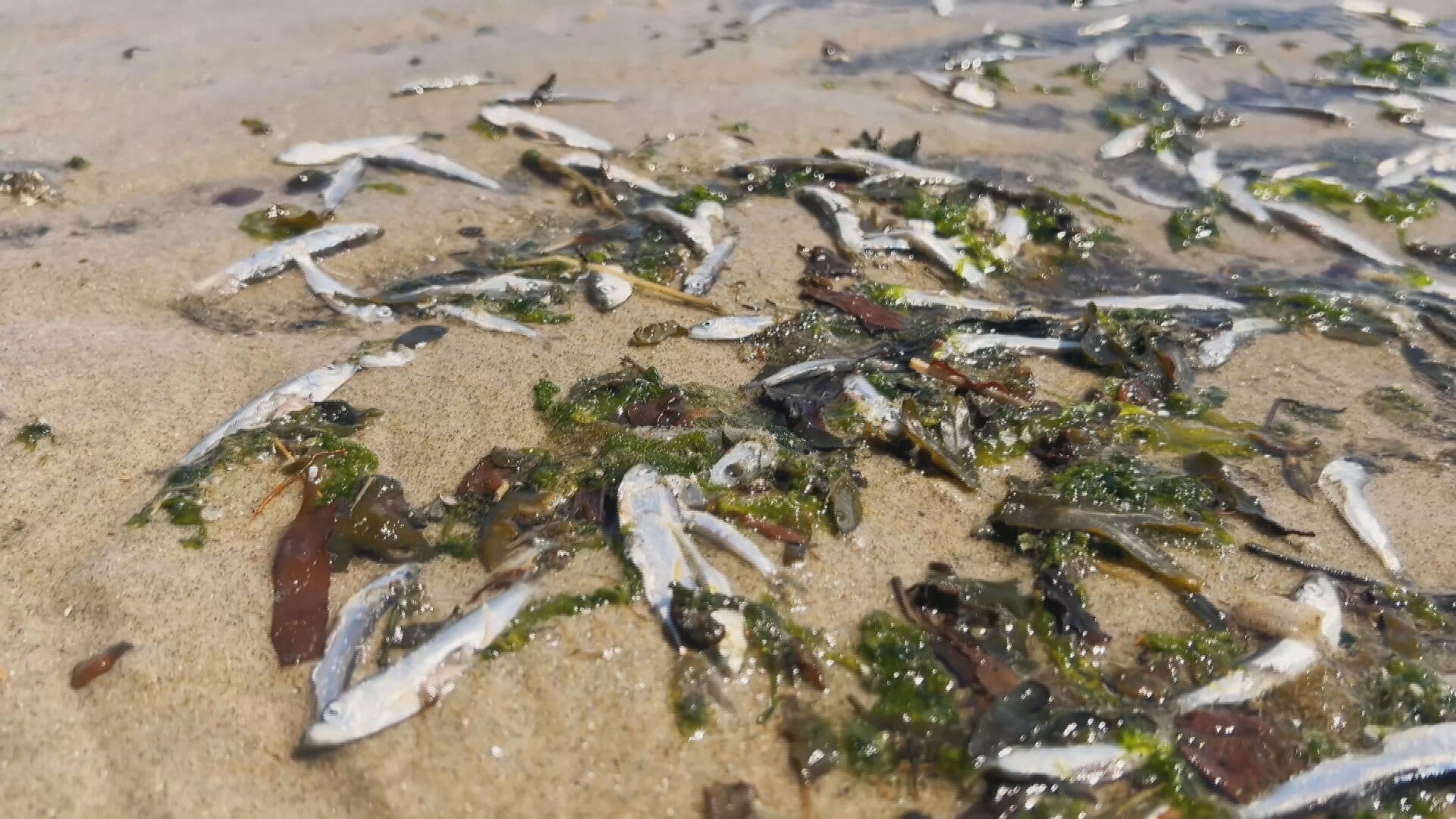 Mysterie: duizenden dode visjes aangespoeld op strand Vlissingen | Hart ...