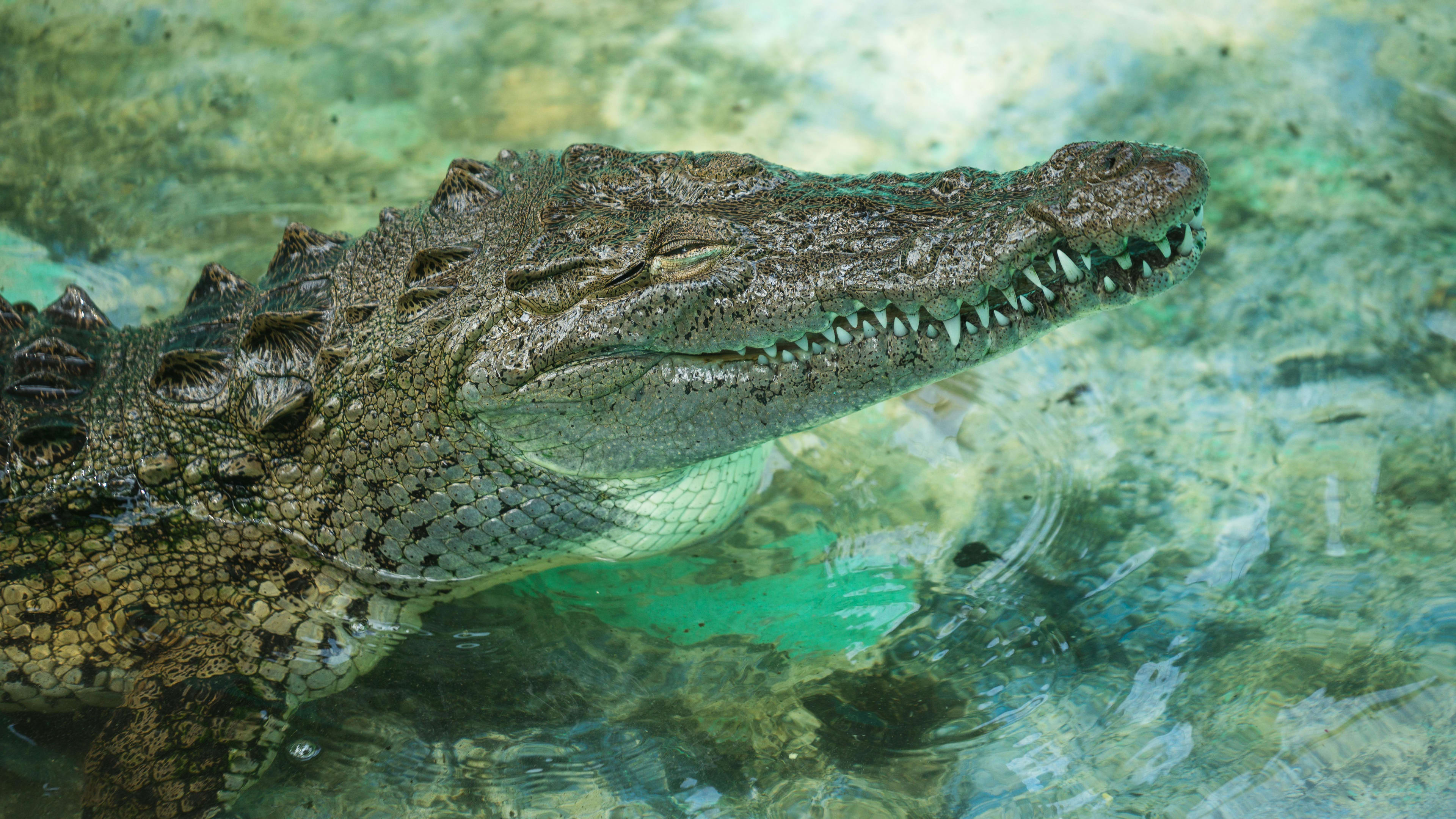 Nederlandse experts vinden nog geen spoor van krokodil bij Bonaire ...