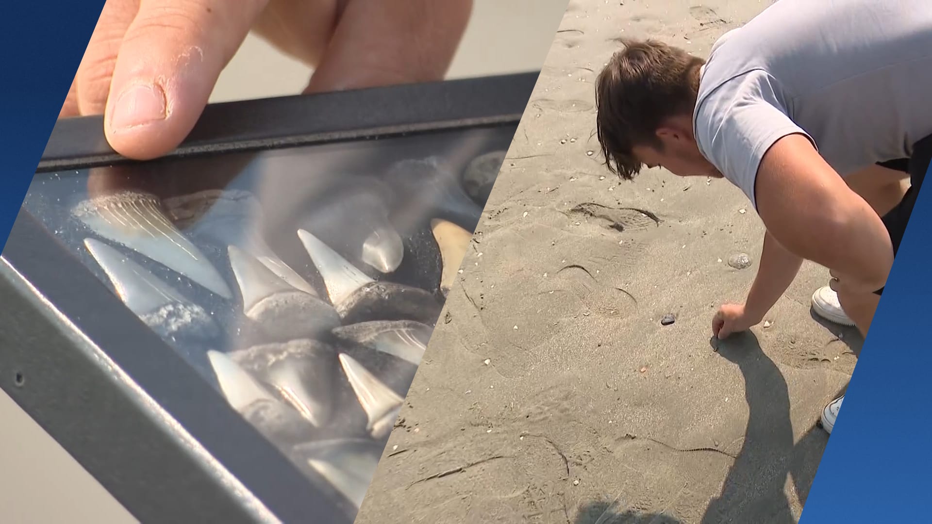 Ian is op zoek naar ultieme schat: een miljoen jaar oude haaientand ...