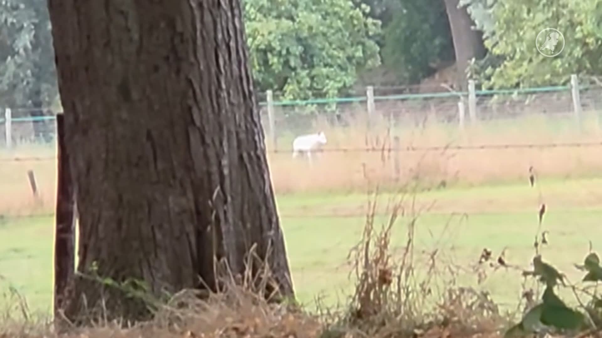 Dierenrechtenorganisatie doet aangifte tegen politie om doodschieten 'hybride wolf' | Hart van ...