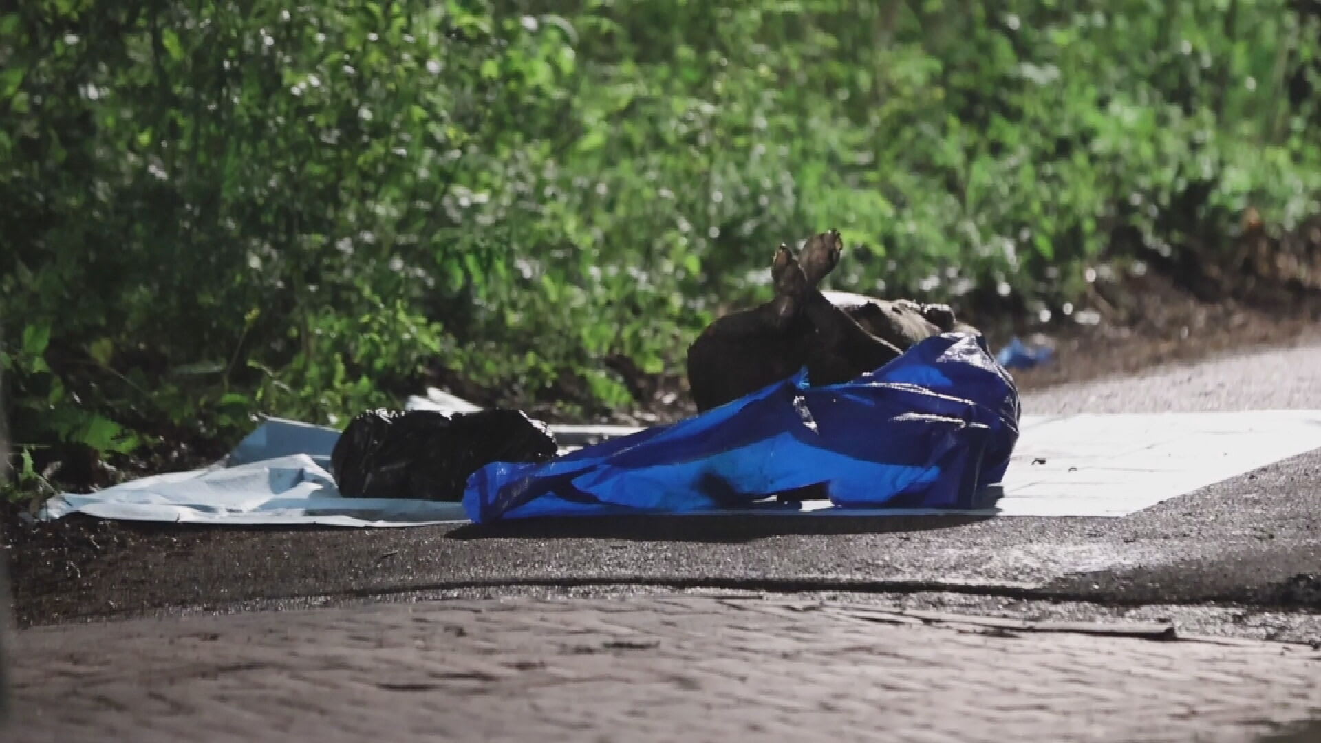 Dode hond in plastic tas gedumpt in Rijswijk | Hart van Nederland