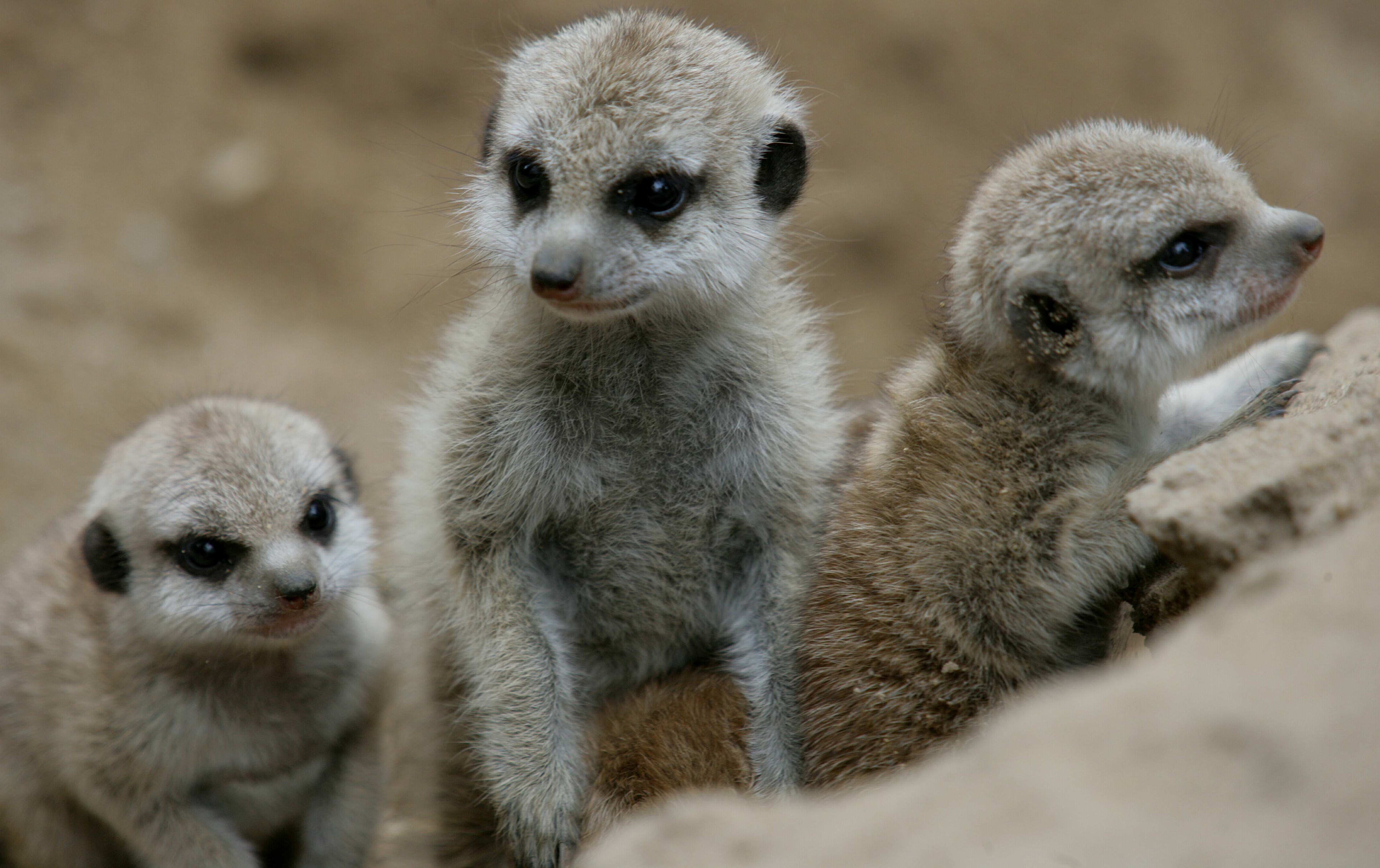 Schattig: stokstaartje in Beekse Bergen bevallen van jonkies | Hart van ...