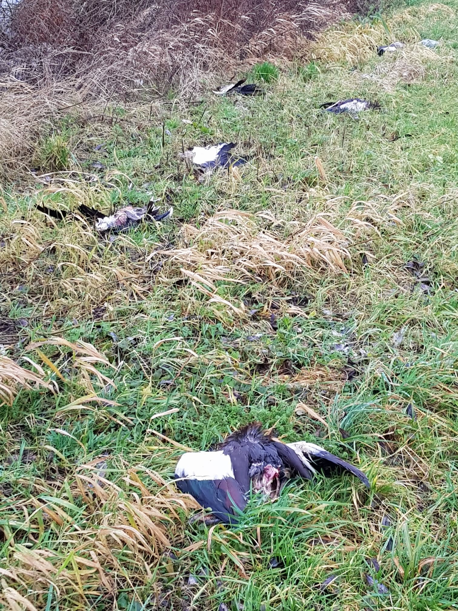 Tientallen ganzen opengesneden en gedumpt in Megen | Hart van Nederland