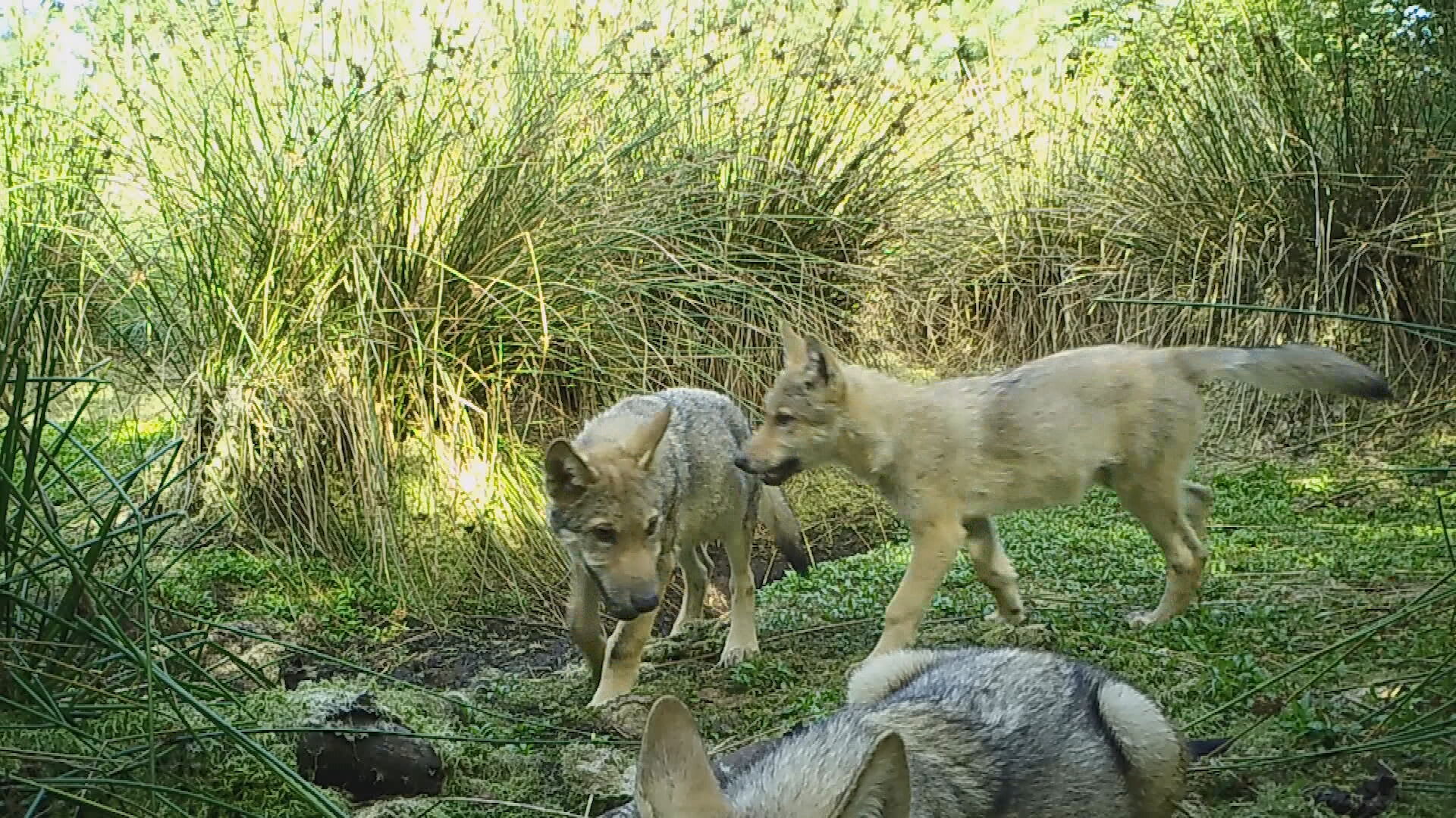 ZIEN: Drie spelende jonge wolven gespot in Drentse natuur | Hart van ...