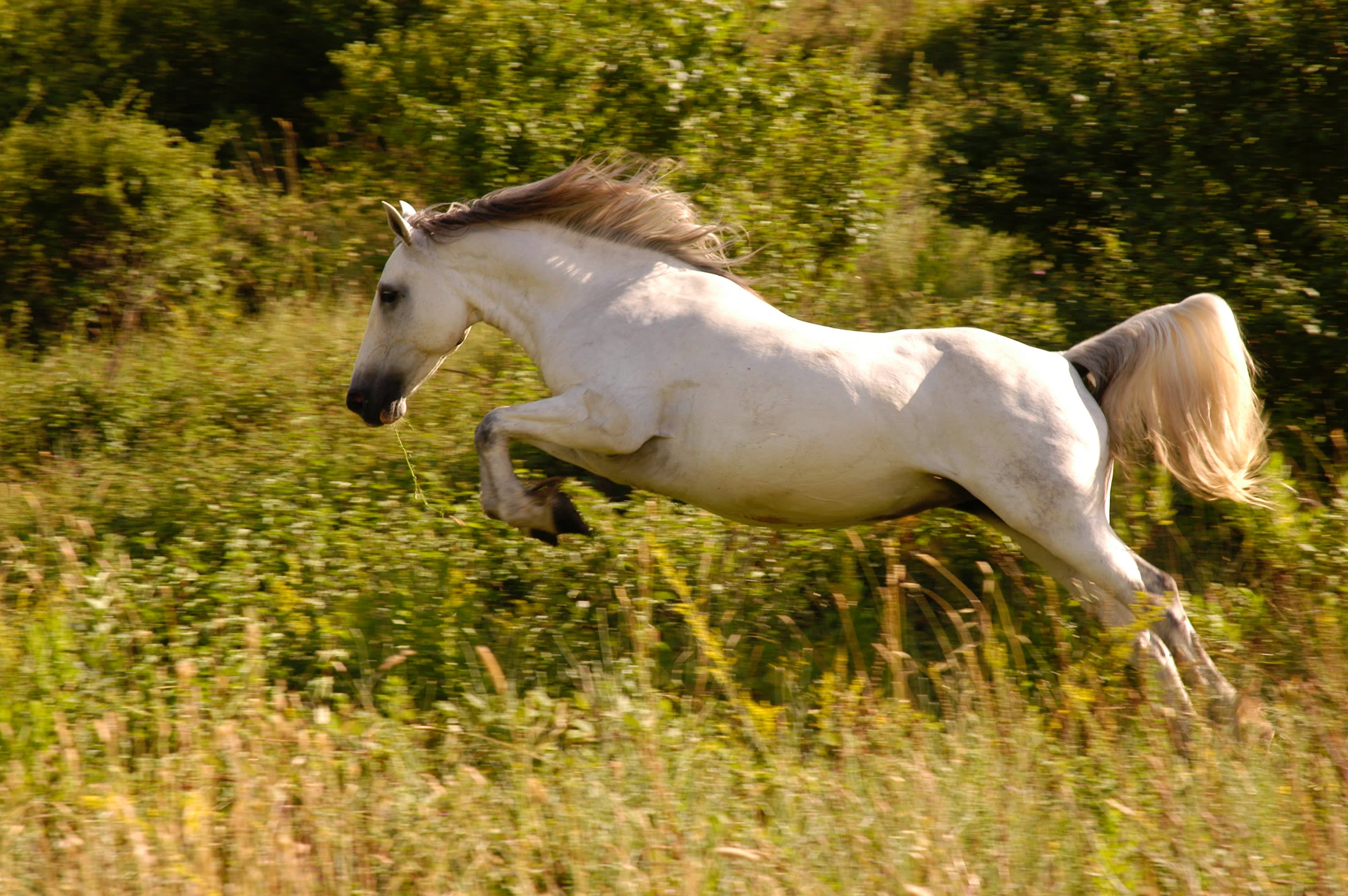 Ruiter overlijdt na val van mogelijk op hol geslagen paard in Putten ...