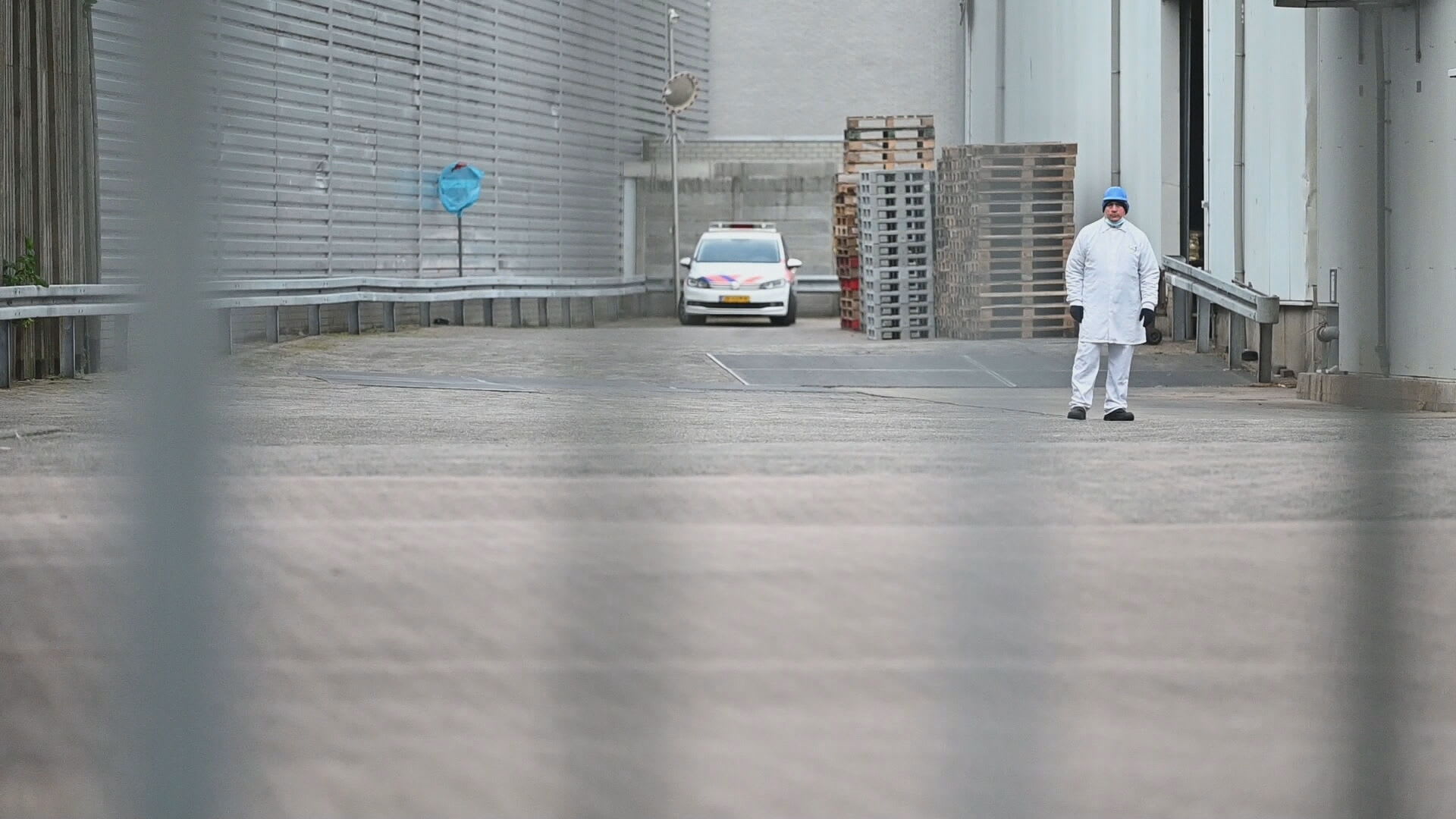 Man dood na aanval door stier in Stompetoren | Hart van Nederland