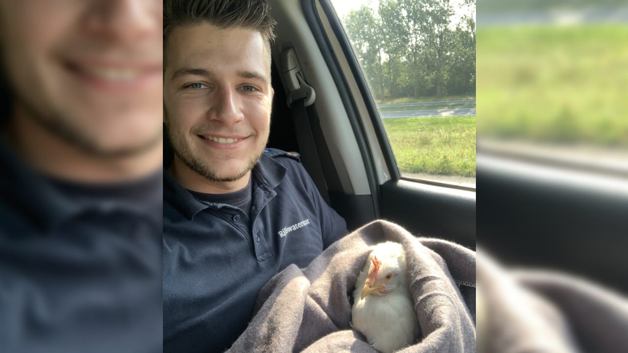 Weginspecteur Bob redt kip van snelweg en maakt selfie | Hart van Nederland