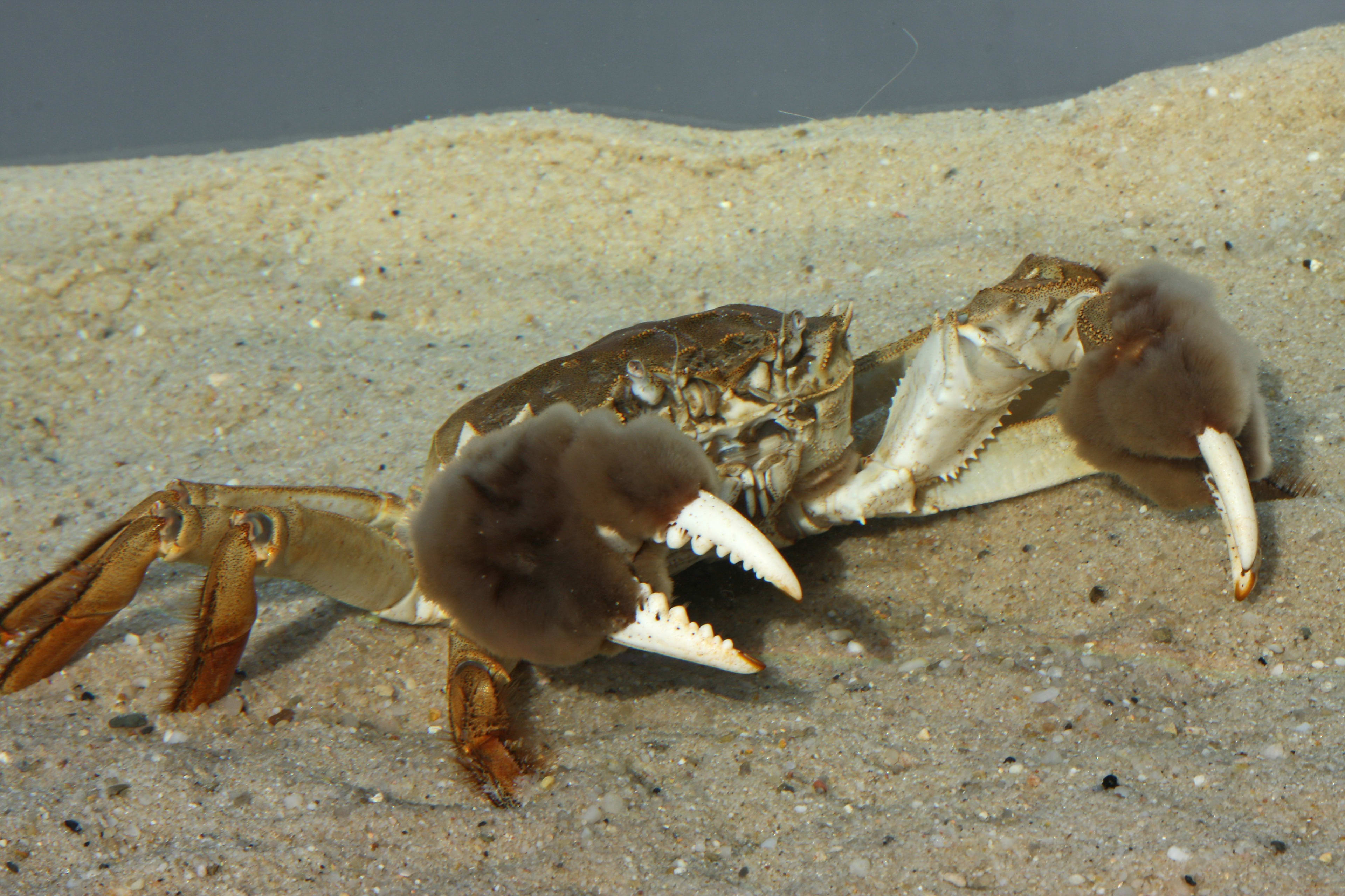Deze 'joekel' van een achtpotige krab duikt op in Loosdrecht | Hart van ...