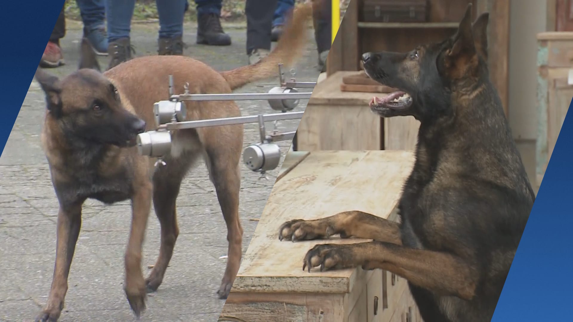 Welke viervoeter heeft de beste neus? Politie zoekt talent tijdens NK ...