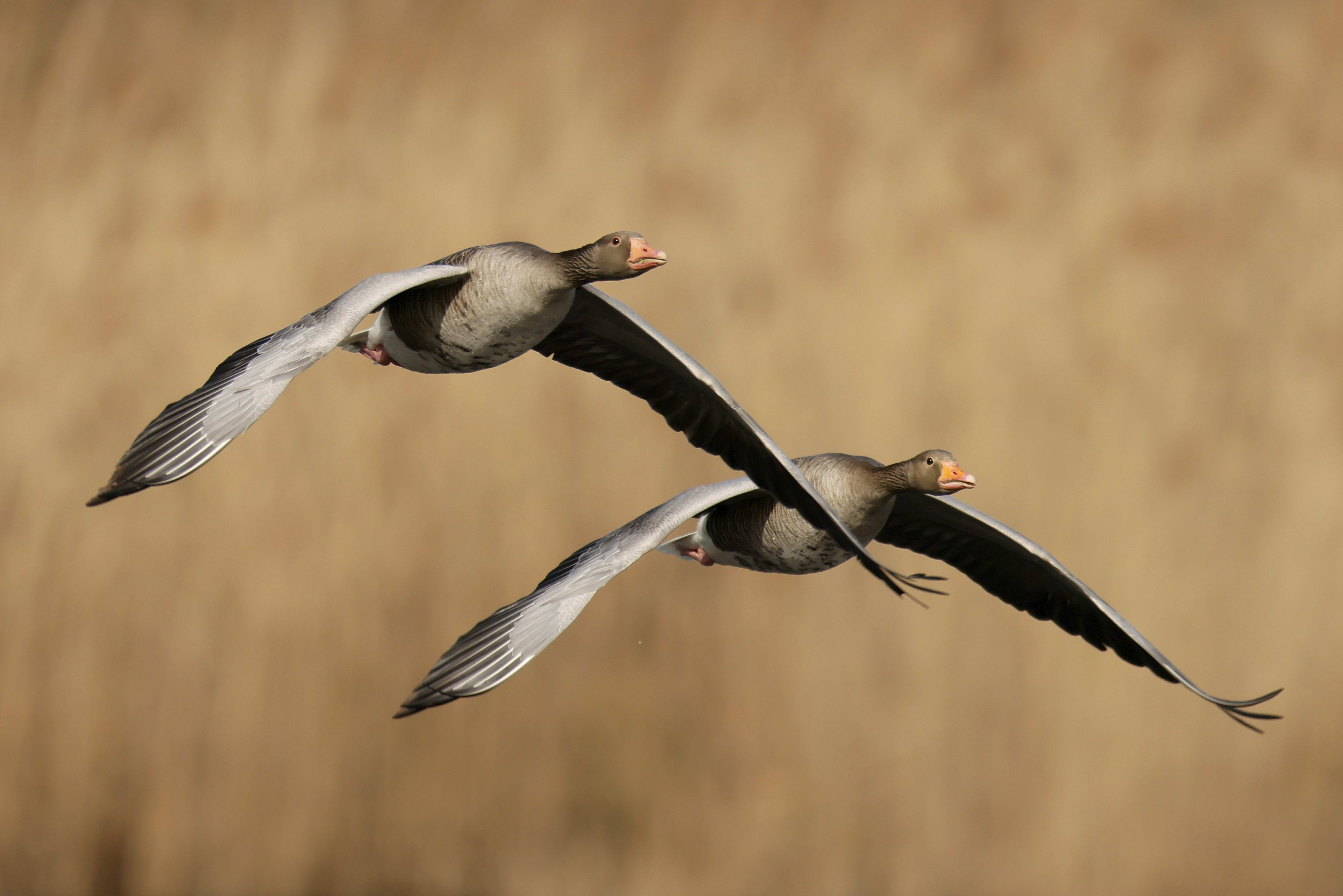 Vuurwerkknallen funest voor wilde vogels, onderzoekers pleiten voor ...