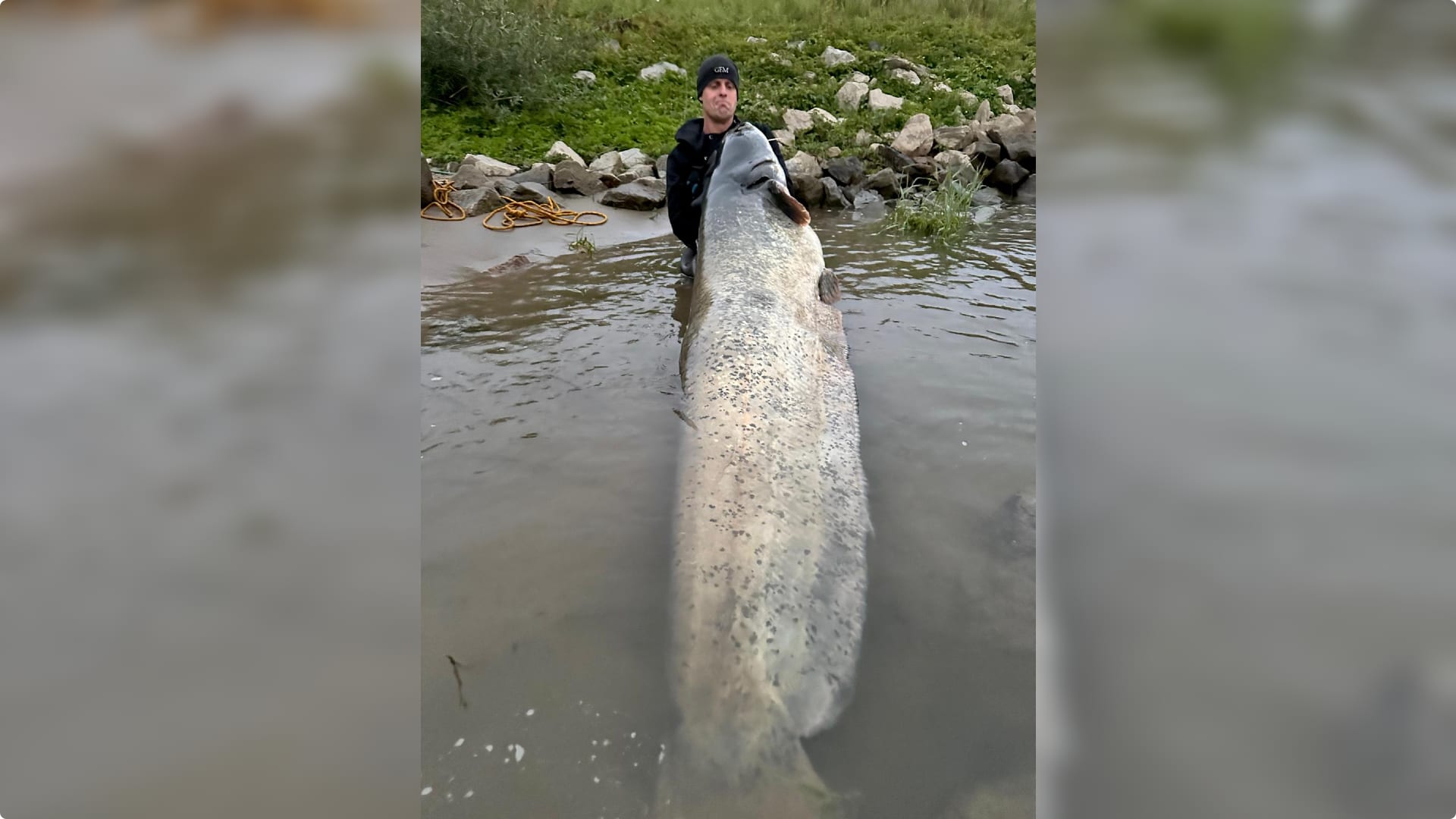 Visser Paul breekt record: gigantische meerval van bijna 2,5 meter ...