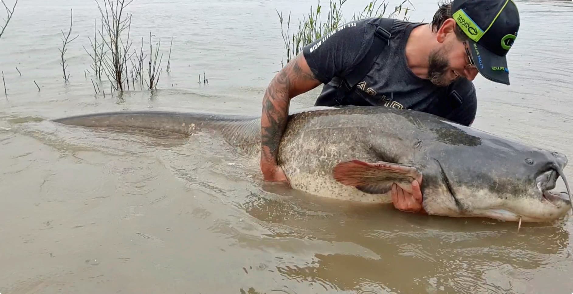 Honderd kilo schoon aan de haak: Tobias vangt grootste meerval ooit in ...