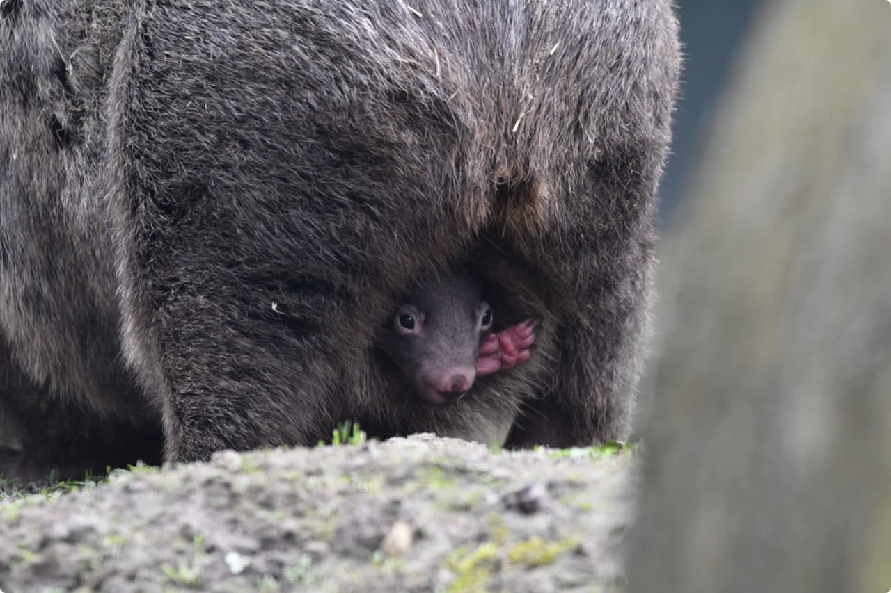 Schattig: Eerste wombat geboren in Nederland | Hart van Nederland
