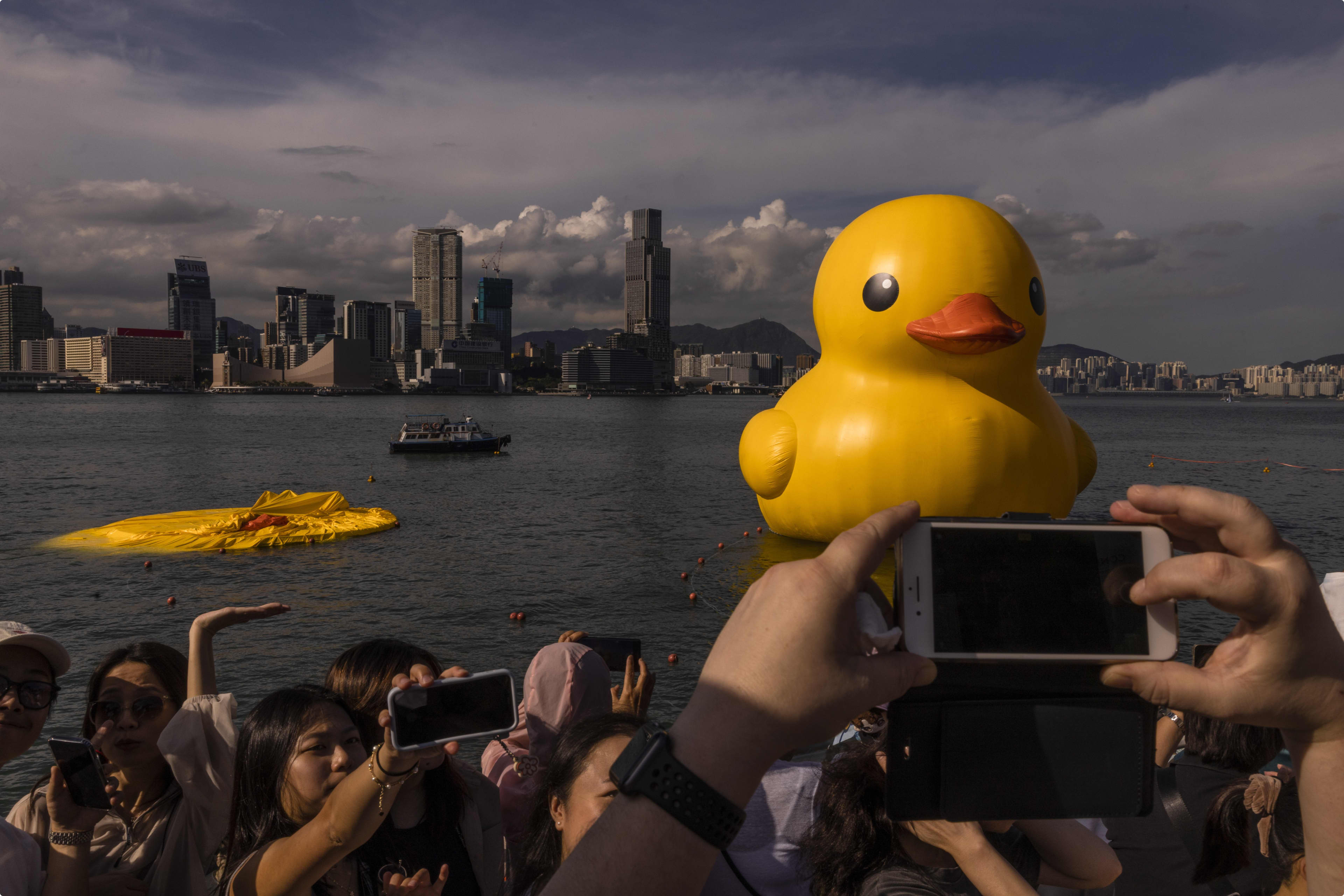 De twee enorme Nederlandse badeenden in Hongkong zijn niet meer: één ...