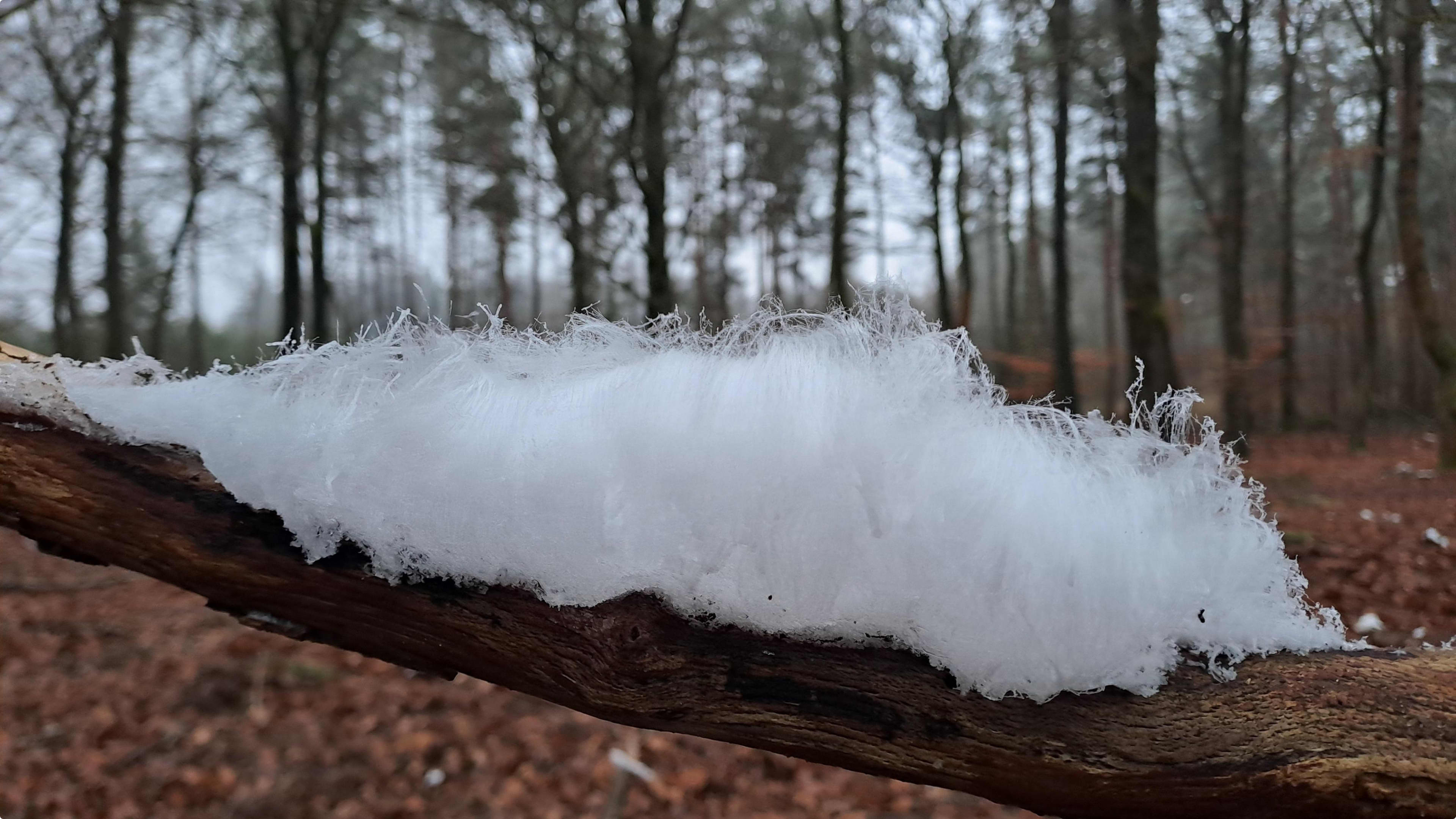 Winterpracht in het bos: dit is het bijzondere 'ijshaar' op boomstammen ...