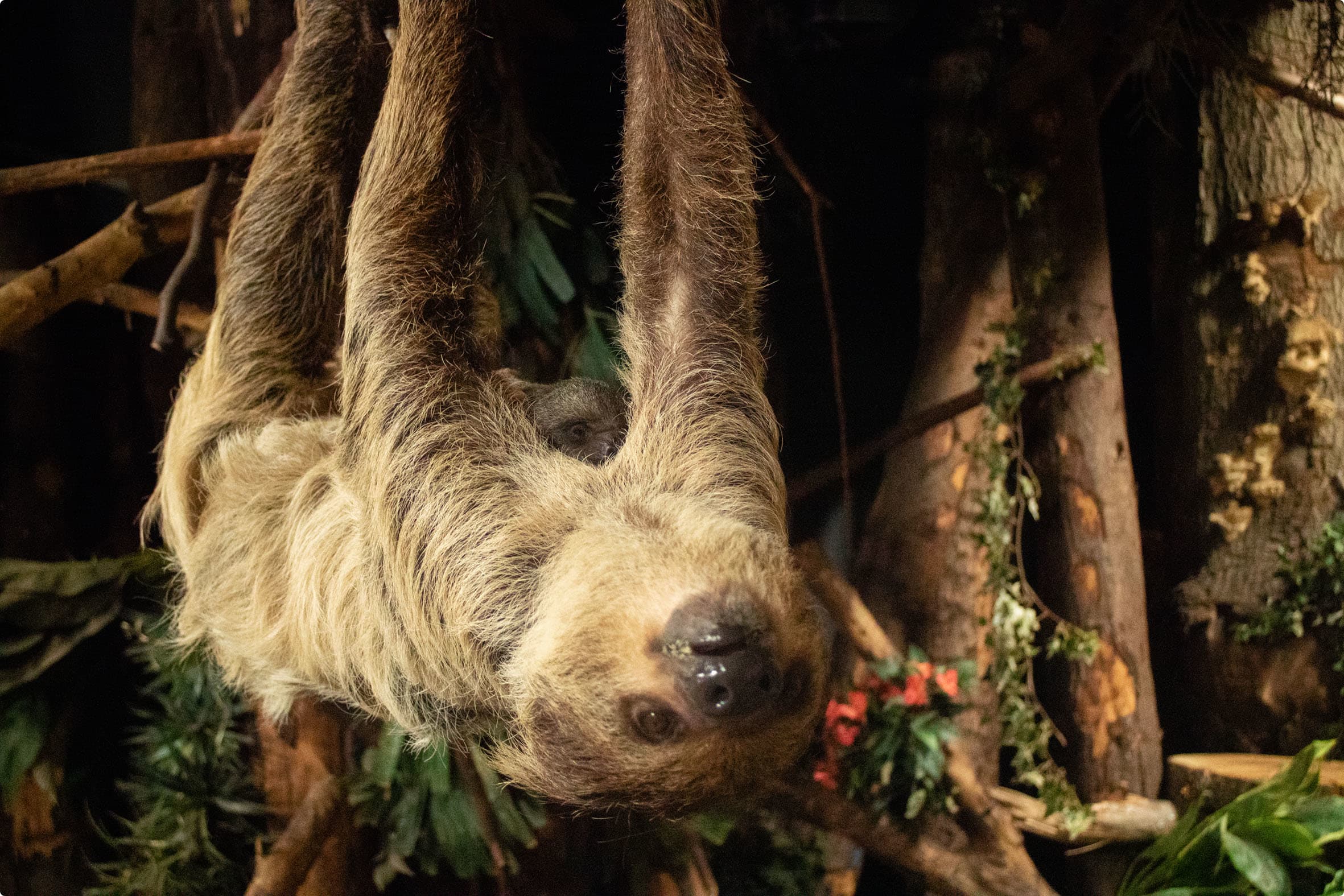 Succesvolste luiaardkoppel van Europa: Amaka en Quasimodo zetten weer ...