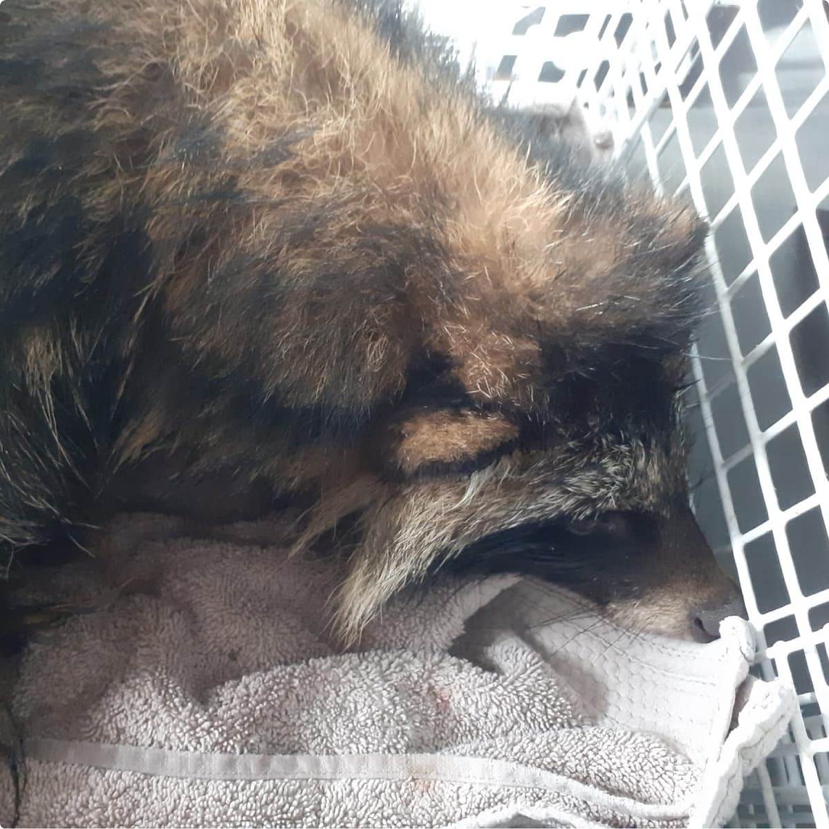 Dierenambulance redt exotisch dier uit kanaal: 'Niemand wilde haar ...