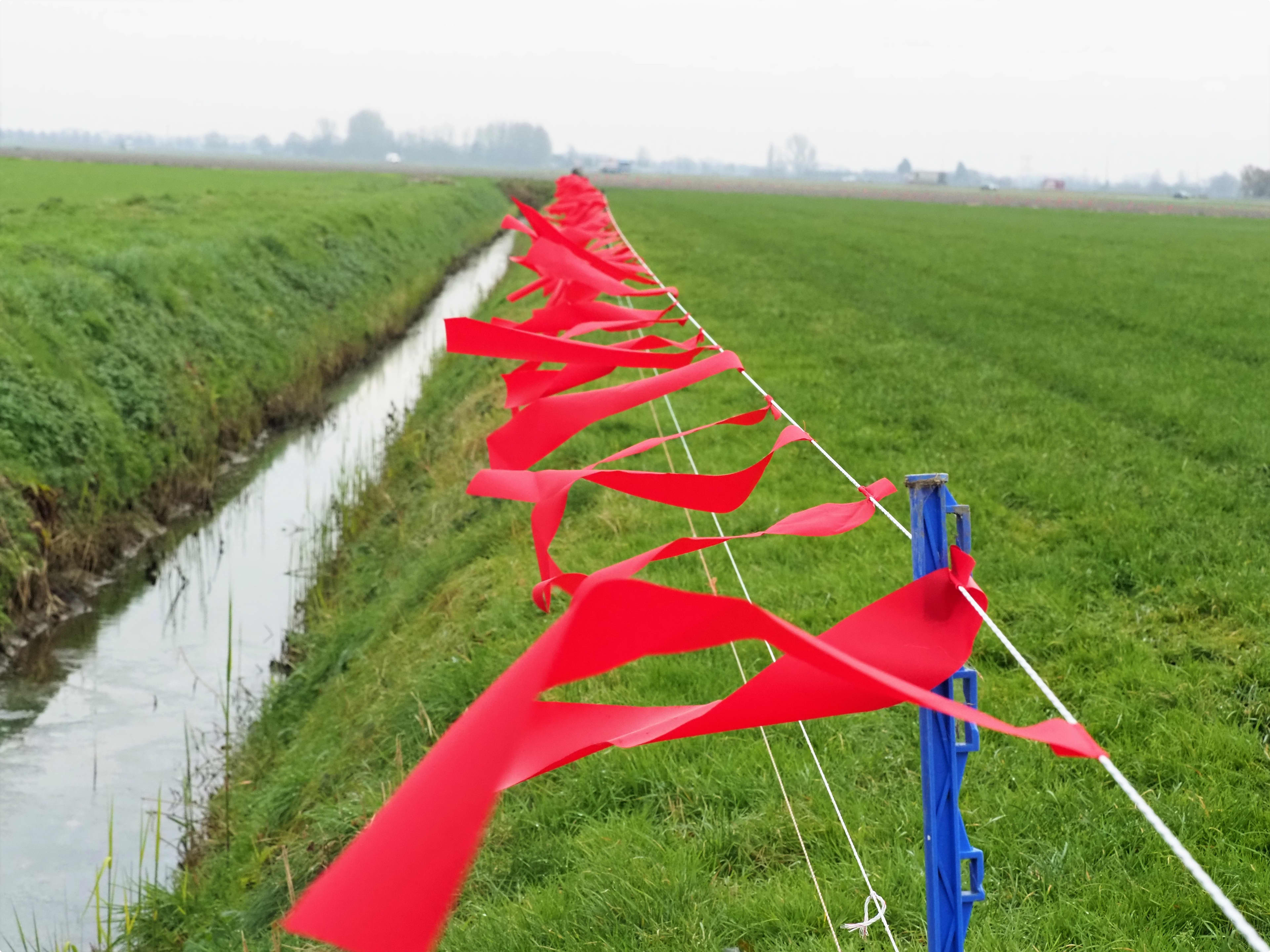 Zeeland en Brabant starten anti-wolvenproef met stroomdraad en linten ...