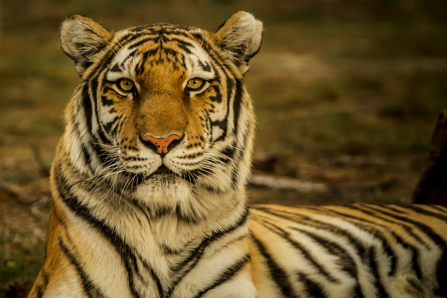 Siberische tijger overleden in AquaZoo in Leeuwarden | Hart van Nederland