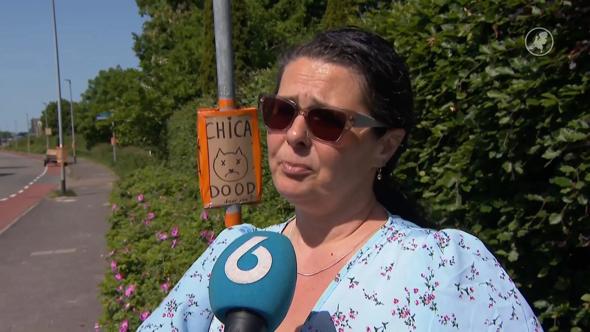 Katten aan de lopende band doodgereden: ‘Woezel dood. Door jou?’ | Hart ...