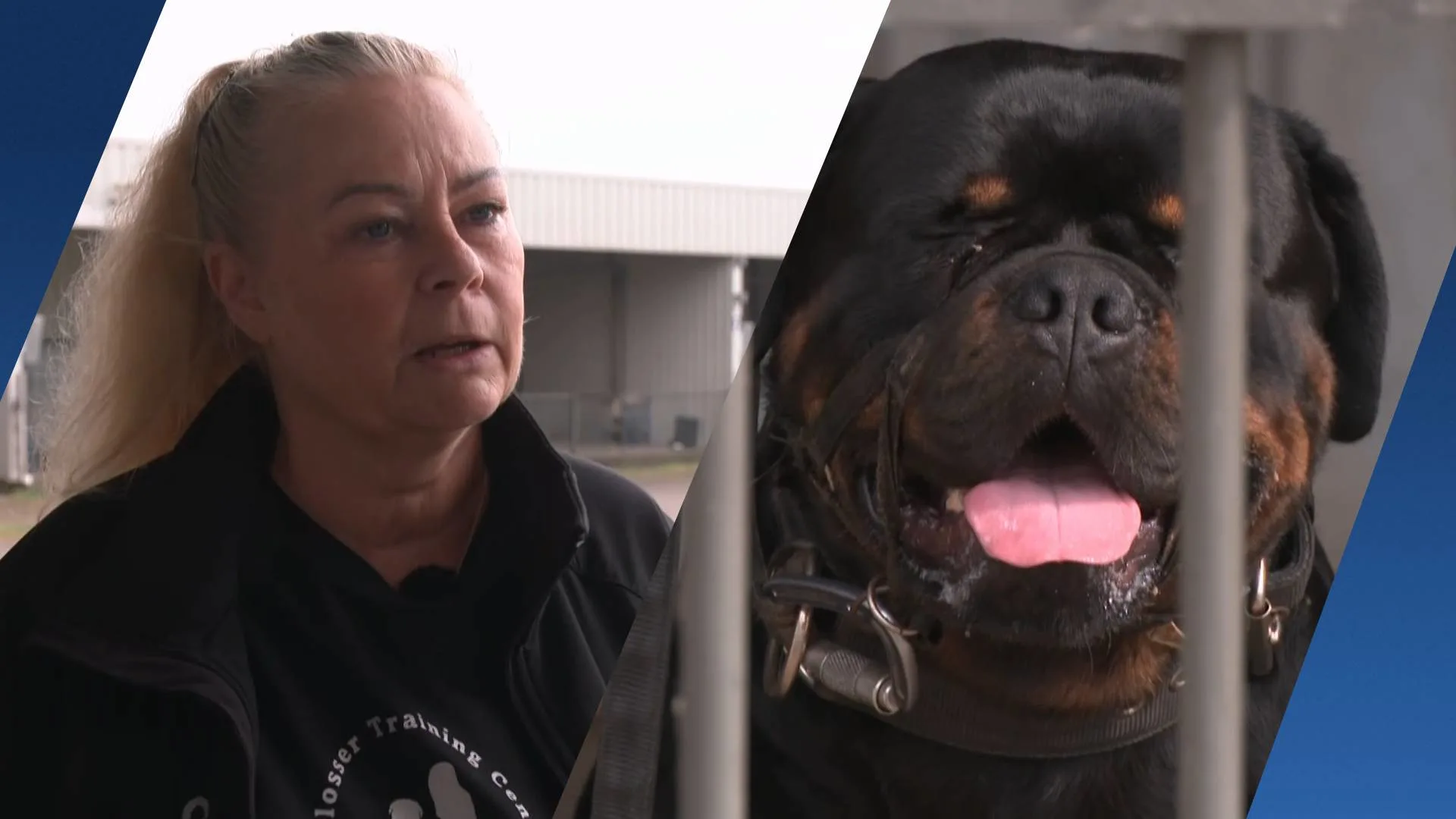 Unieke school voor 'hoogrisicohonden' dreigt te moeten stoppen | Hart ...