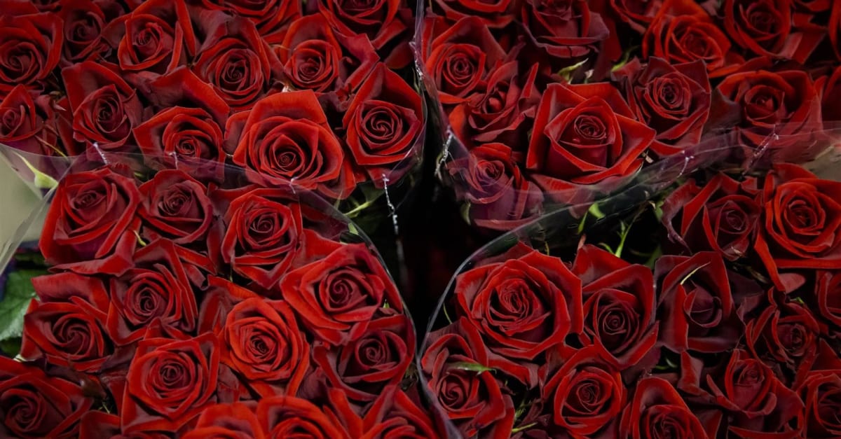 Heftig: Bachelor-deelneemster (31) overleden | Shownieuws