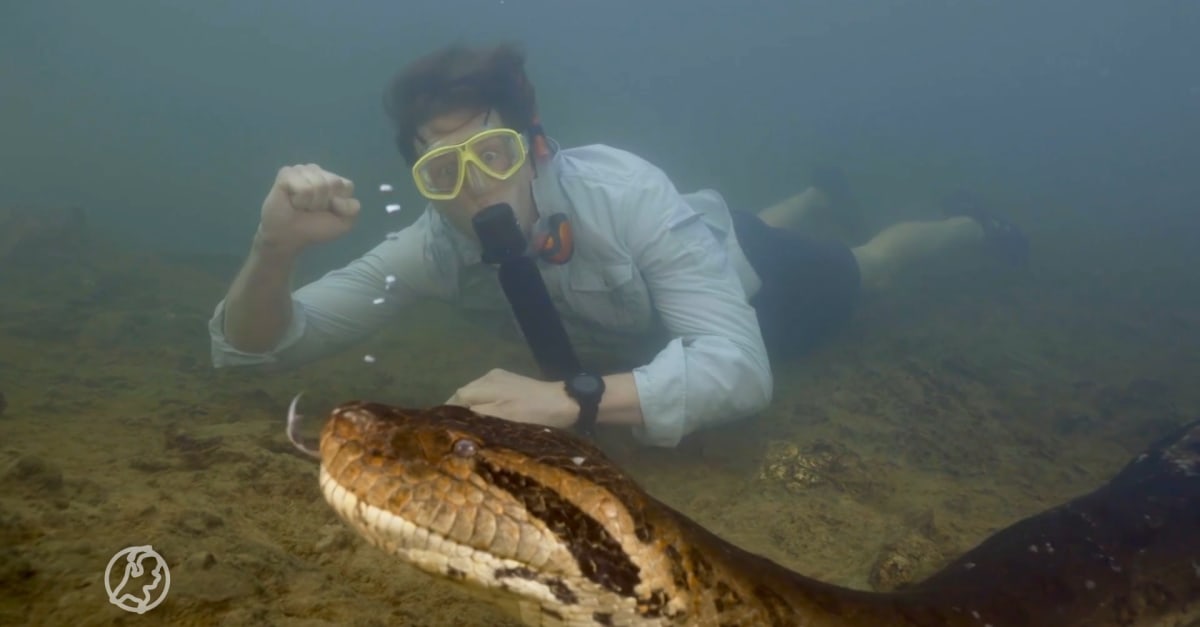 Freek Vonk ontdekt nieuwe gigantische slang: 'Zo dik als een autoband ...