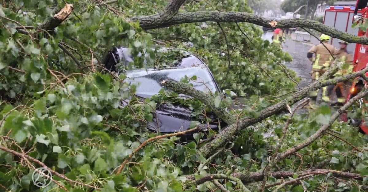 Vrouw (51) in Haarlem overleden door boom op auto tijdens storm Poly ...