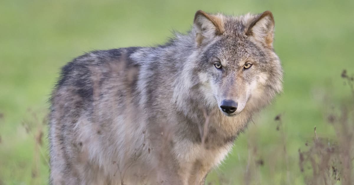 Politie schiet wolf dood na ontsnapping van locatie in Tegelen ...