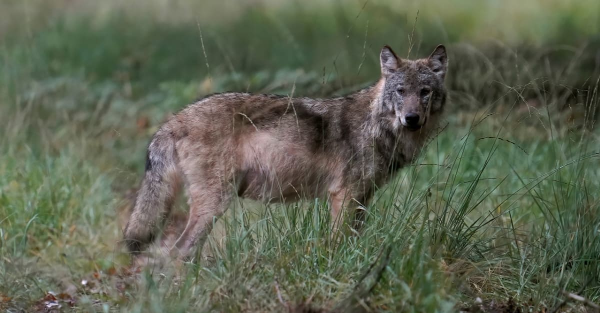 Doodgeschoten wolf in Drenthe was een jong mannetje | Vandaag Inside
