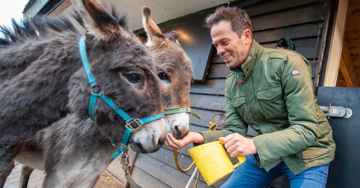 Ezels van Bas Nijhuis gaan EK-duels voorspellen: 'Ik heb zelfs één ezel ...