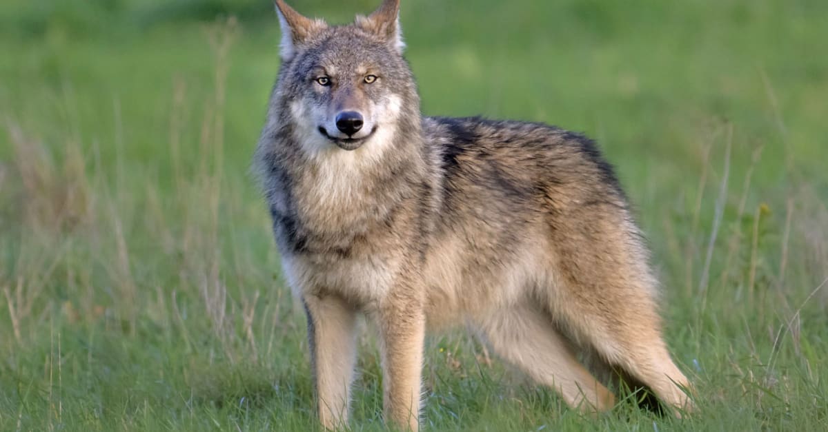 Rechter geeft provincie Utrecht toestemming om bijtende wolf af te ...