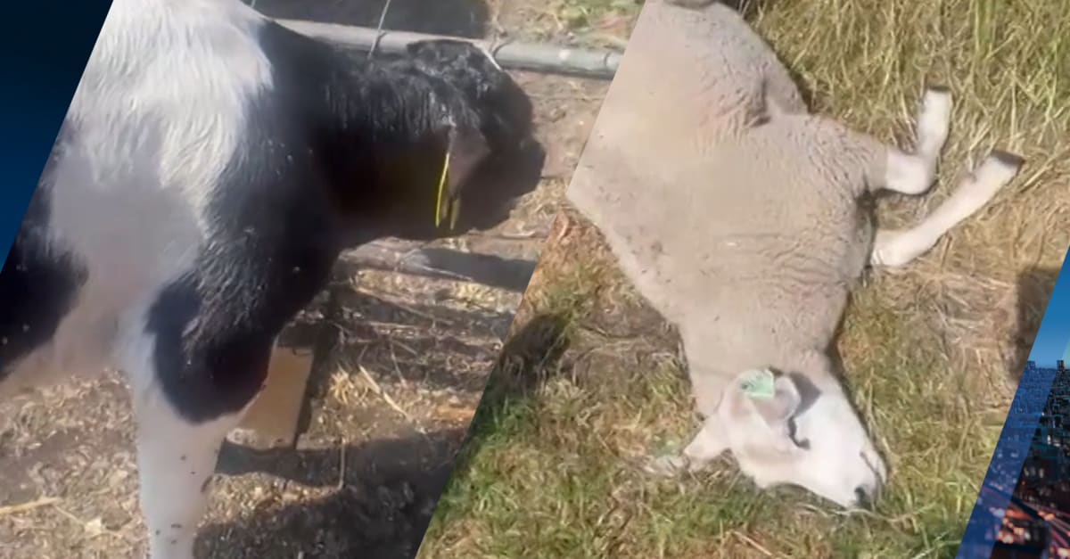 Schaap voor dood achtergelaten in hitte, oververhit kalfje gered door ...