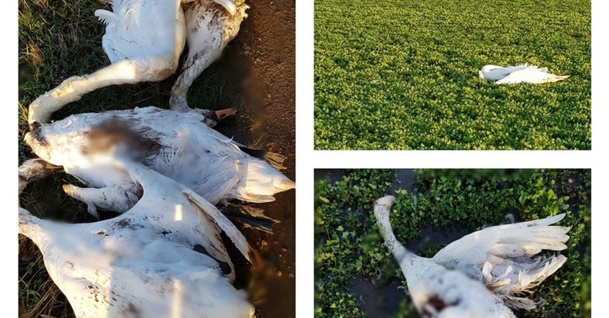 ‘Gruwelijke slachting’: vier zwanen neergeschoten en opengesneden in ...