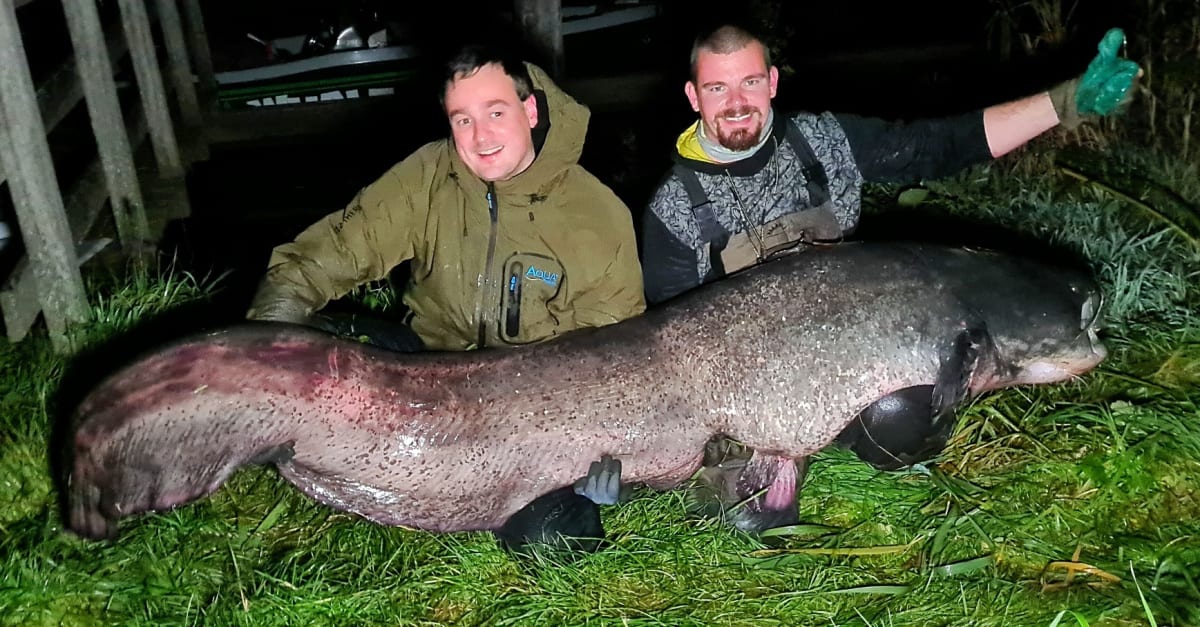 Jeroen hengelt grootste meerval van de Benelux binnen: 'Mooier kan niet ...