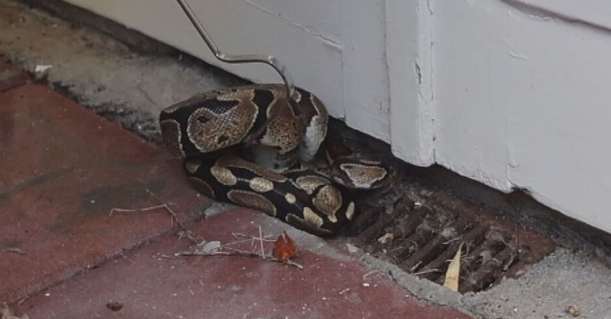 Vrouw vindt enorme slang in haar tuin (en het is geen tuinslang) | Hart ...