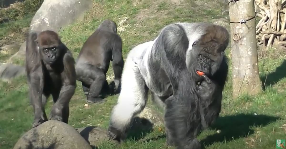 Feest in Diergaarde Blijdorp: gorilla Bokito blaast vandaag 25 kaarsjes ...