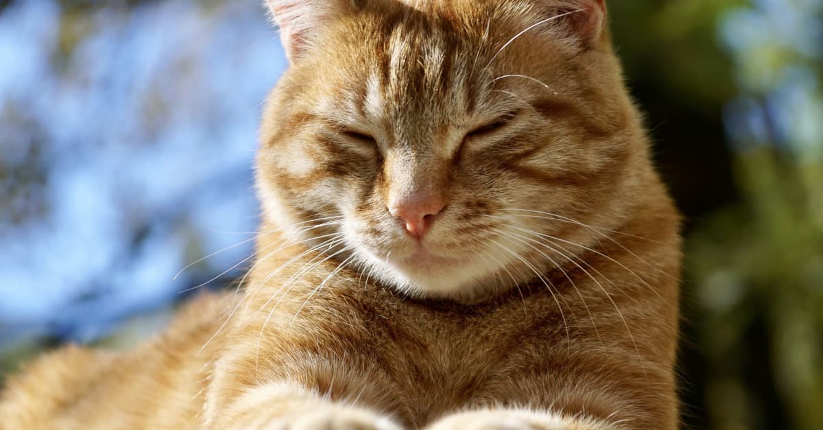 Acht dode katten gevonden in Almeerse buurt: aantal lagen in de vijver ...