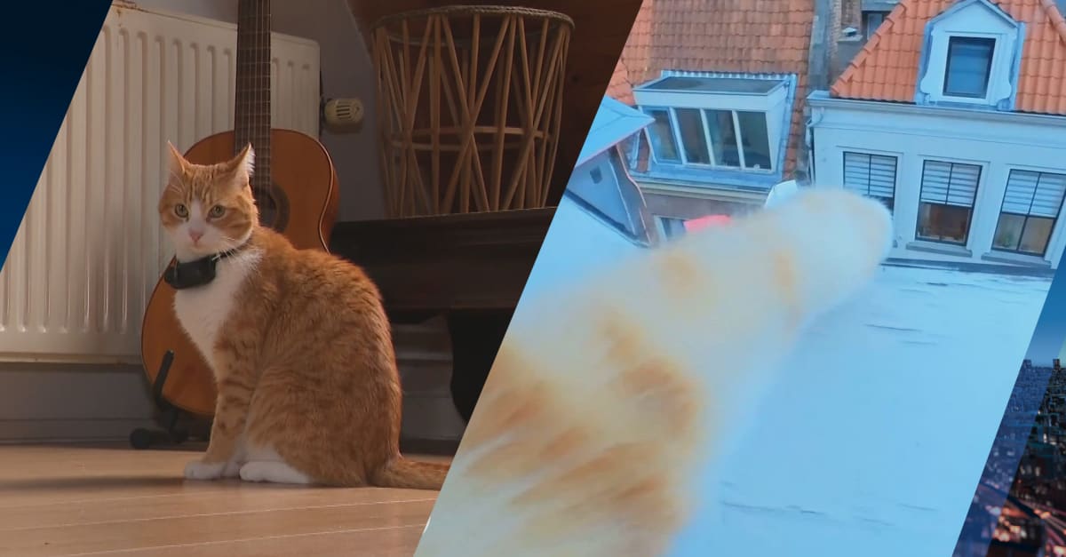 YouTube-kat Ros uit Deventer is ware hit: wereldberoemd en miljoenen ...