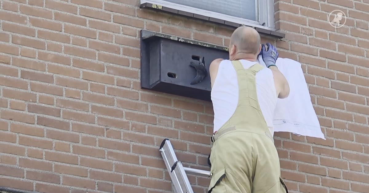 Brandweer bevrijdt vastzittende zwaluw in Wageningen | Hart van Nederland