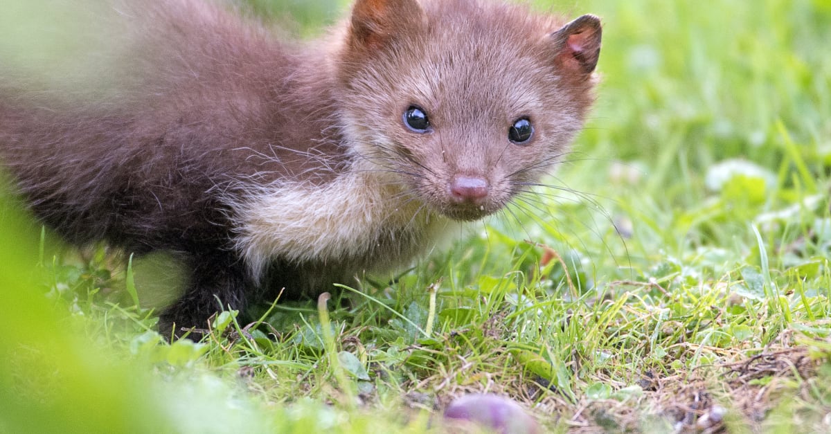 Dierenambulance dupe van marter: duizenden euro's schade door ...