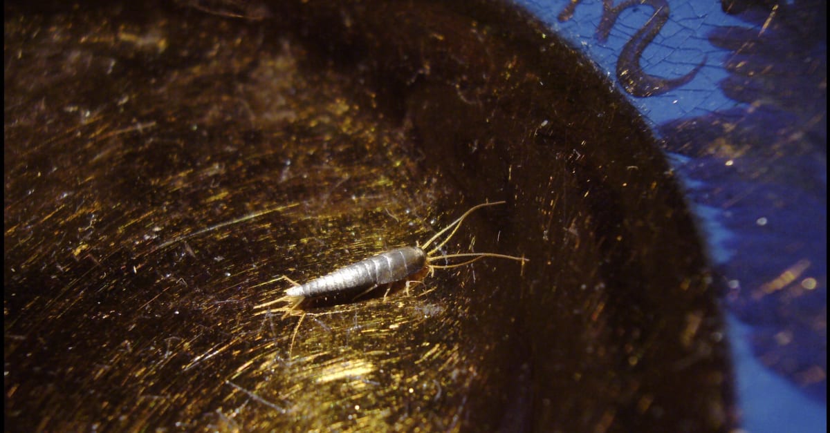 Zilvervisjes in je huis, zo kom je er vanaf | Hart van Nederland