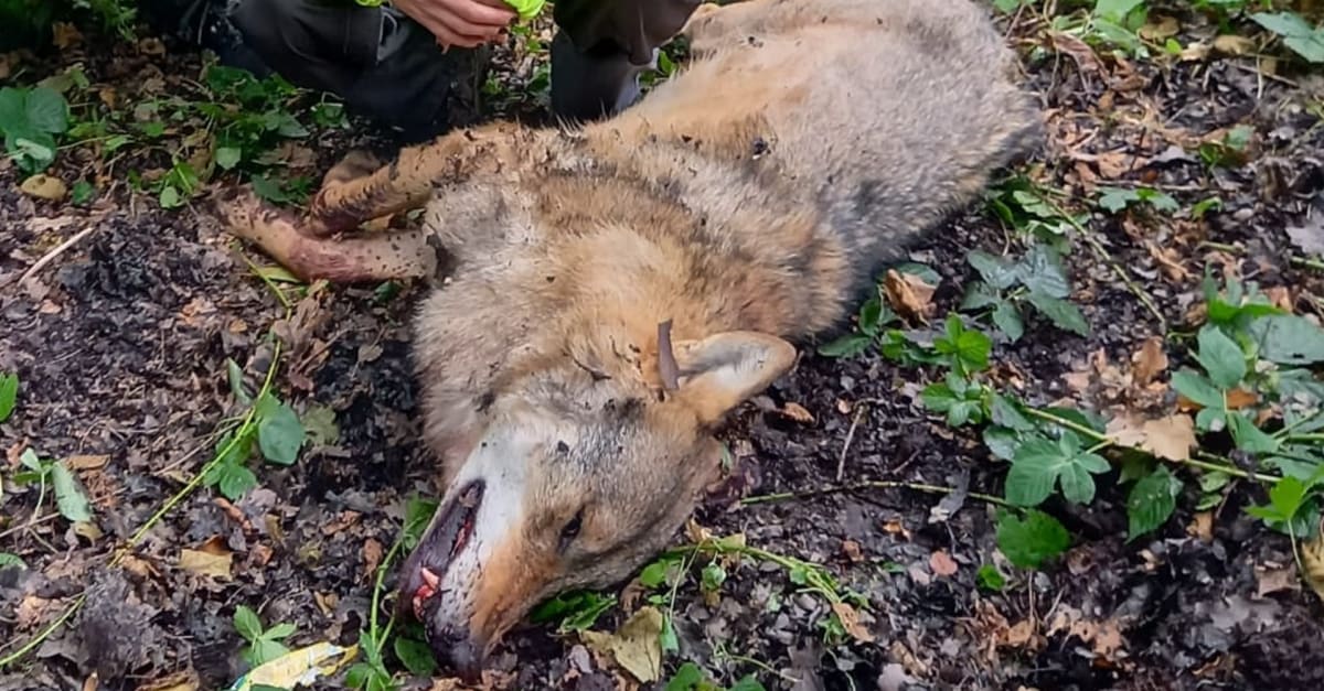Politie onderzoekt dood wolf bij A50 | Hart van Nederland